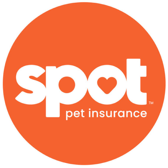 Best Pet Insurance Plans For Whippets In 2024