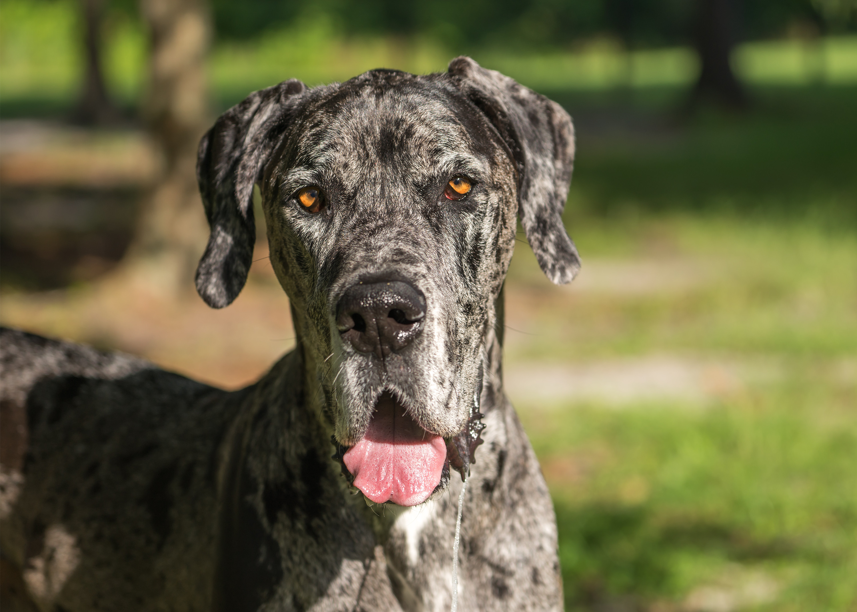 10 Most Common Great Dane Health Issues