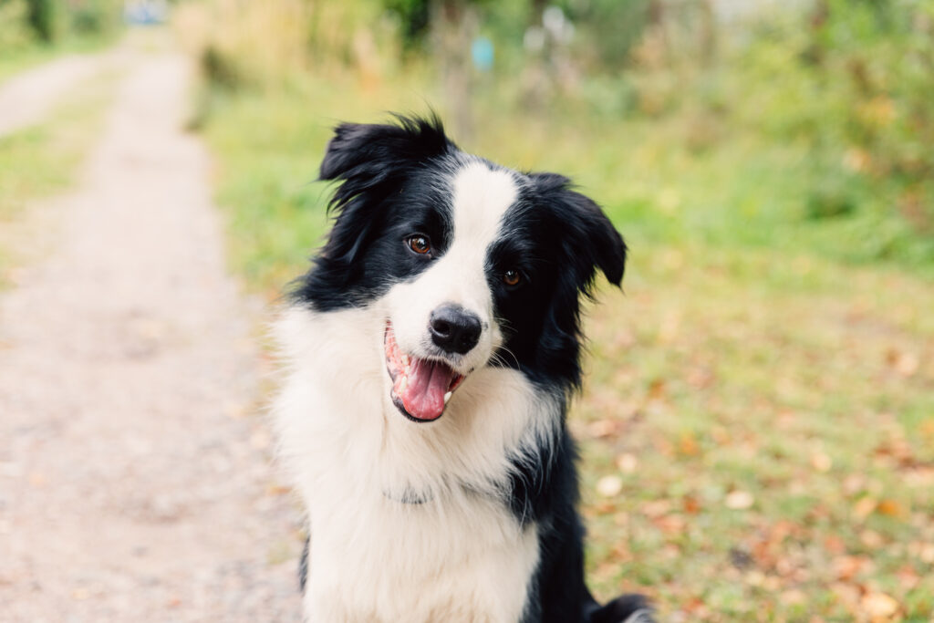 Border Collie Health Issues